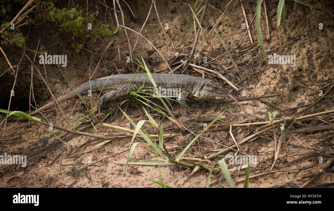 Tegus hi-res stock photography and images - Alamy