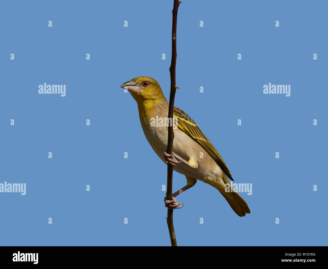 Weaver bird gambia hi-res stock photography and images - Alamy