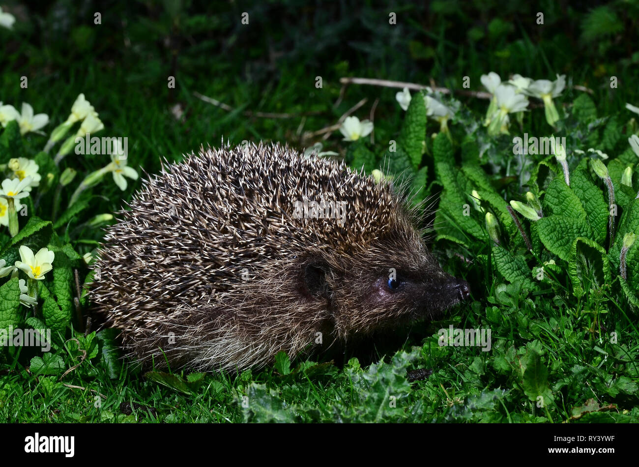 Native hedgehogs hi-res stock photography and images - Alamy