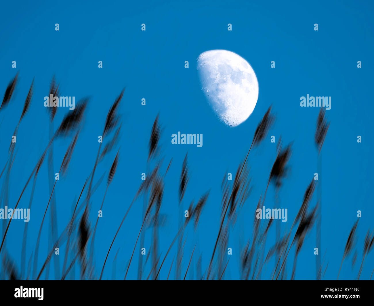 Reed and Moon during evening Stock Photo - Alamy