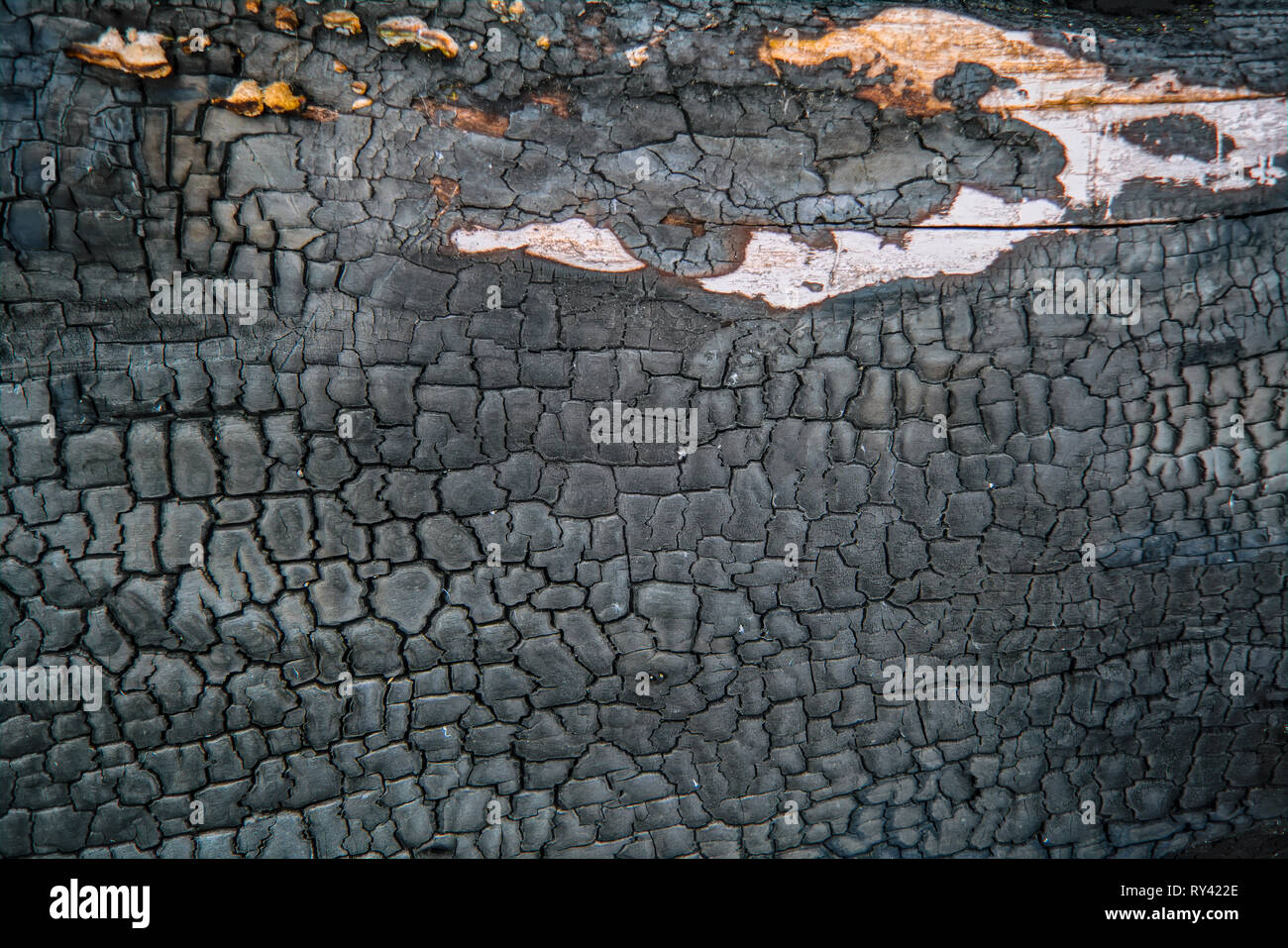 Close up view of wood charcoal background. Texture of charred wood ...