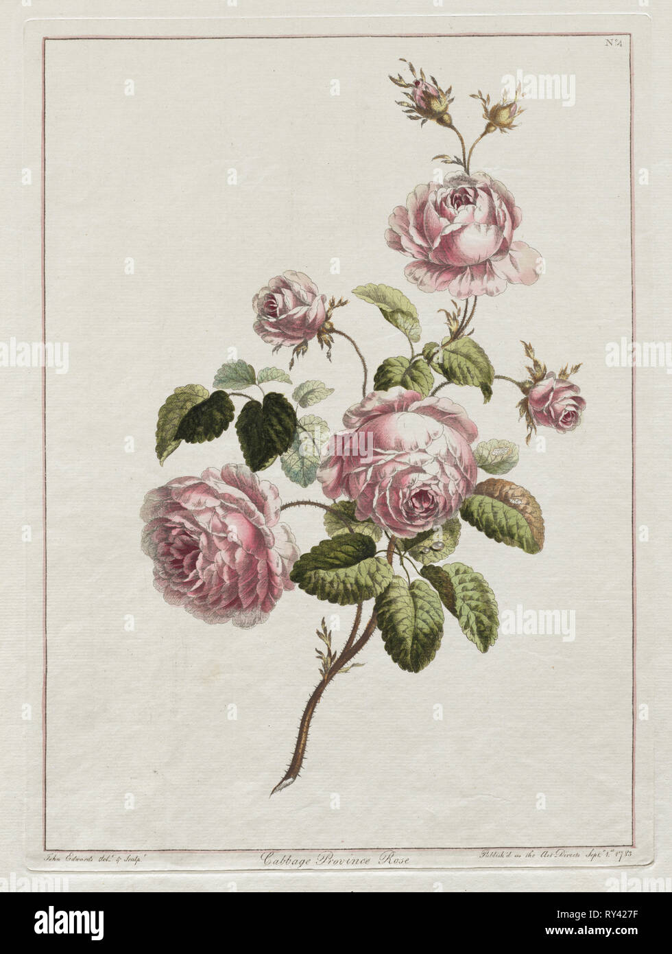 A Collection of Flowers Drawn after Nature - Cabbage Province Rose ...