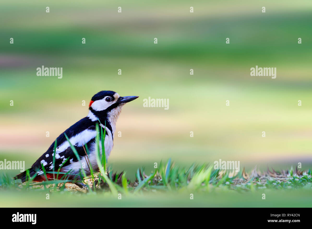 Woodpecker bird side view hi-res stock photography and images - Alamy