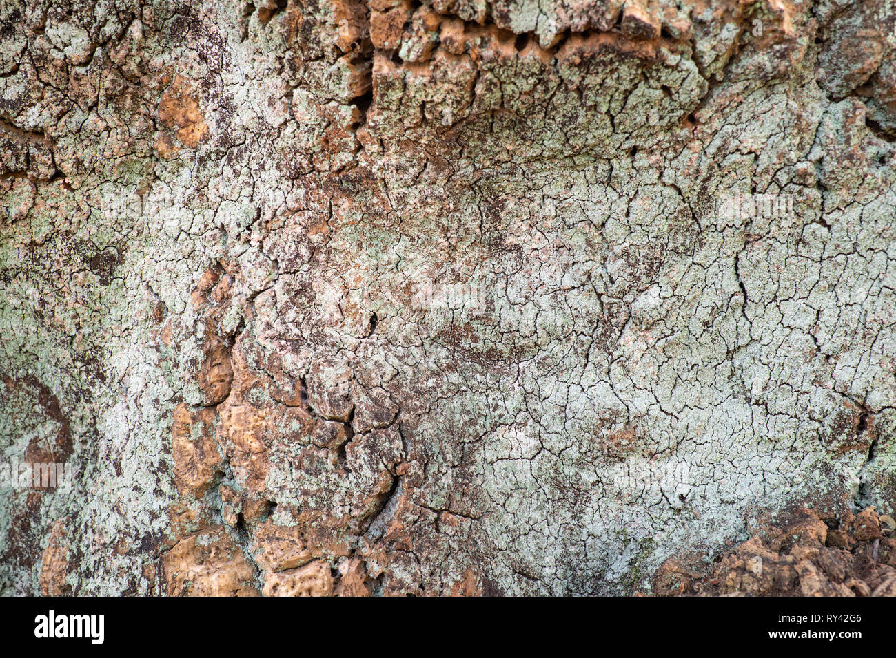 Oak tree texture hi-res stock photography and images - Alamy