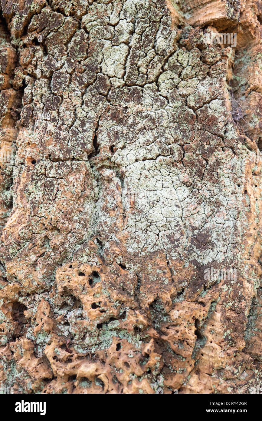 Oak tree texture hi-res stock photography and images - Alamy