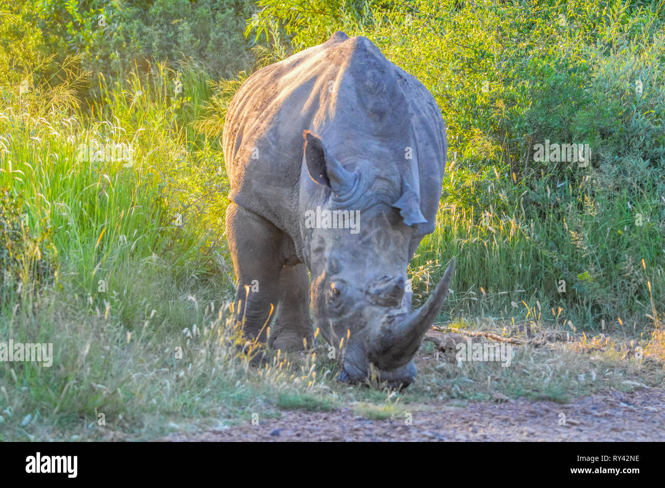 Alert and charging bull white Rhino or Rhinoceros in a nature reserve ...
