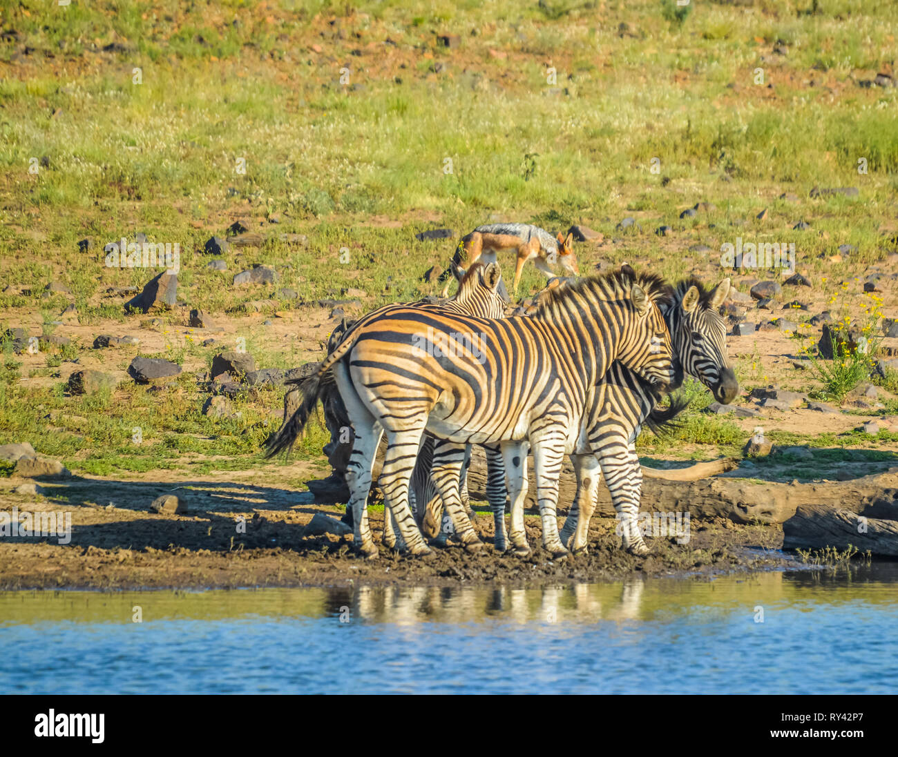 Serengiti zebra hi-res stock photography and images - Alamy