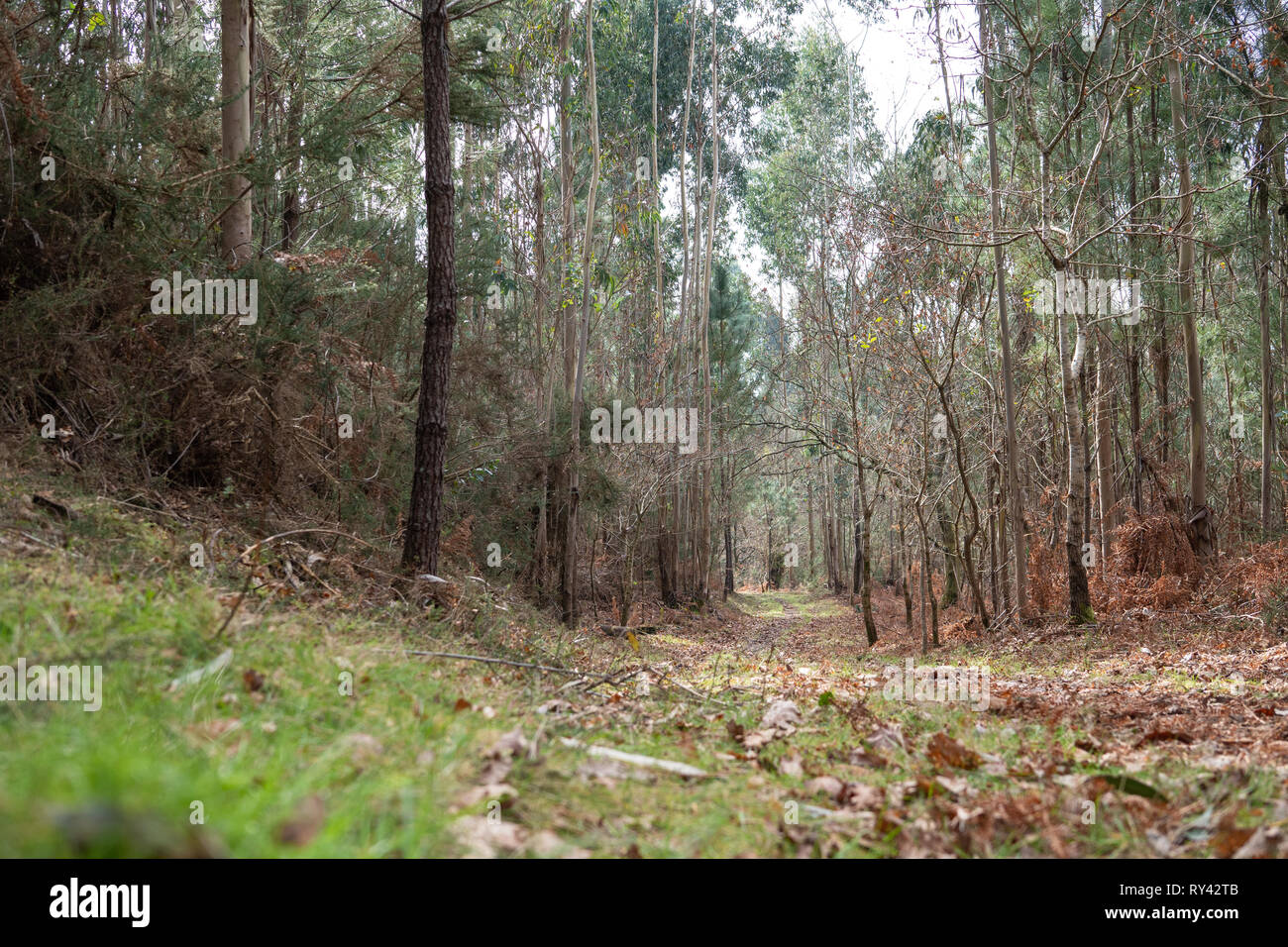 Low angle view of a autumn forest with trees and a path. Nature ...