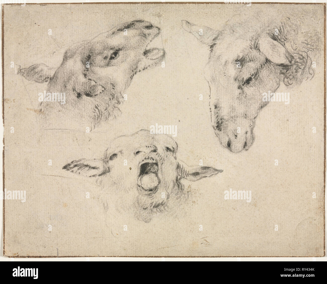 Sheep wash hi-res stock photography and images - Alamy