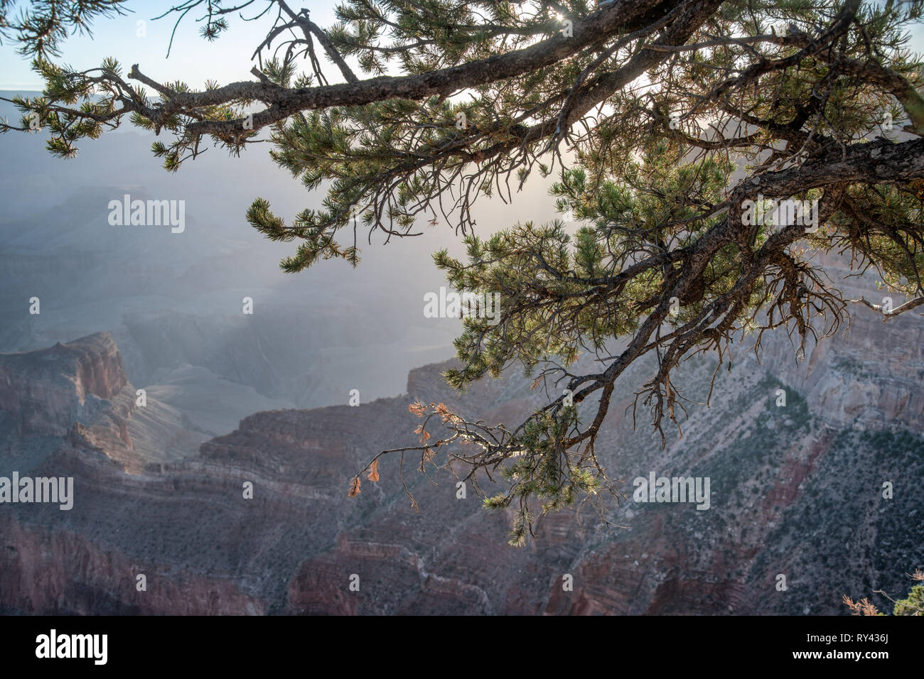 Backlit scene of tree and mountain scenario Stock Photo - Alamy