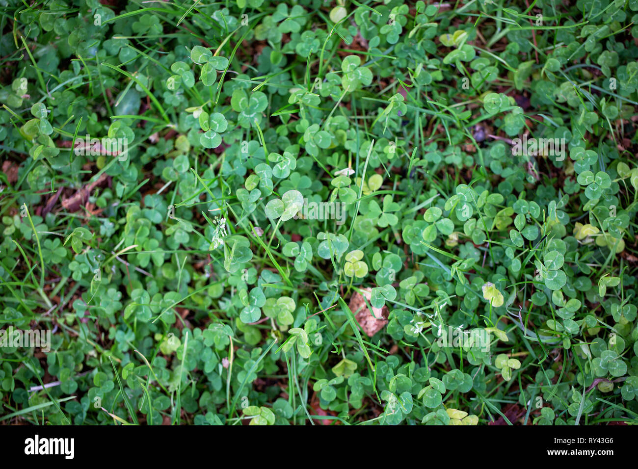 4 leaf clover pattern hi-res stock photography and images - Alamy