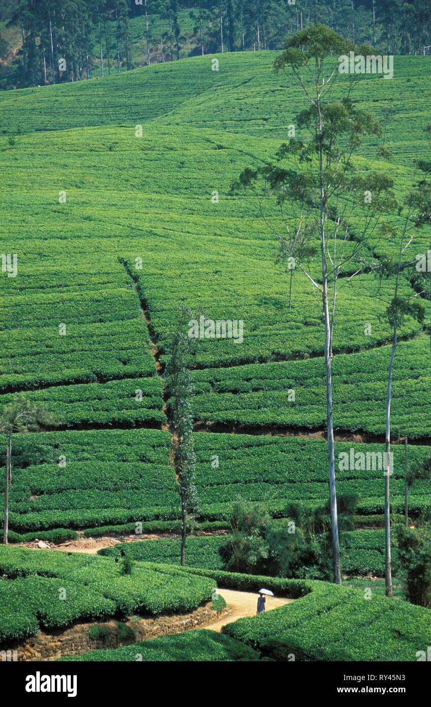 Hatton sri lanka tea food hi-res stock photography and images - Alamy