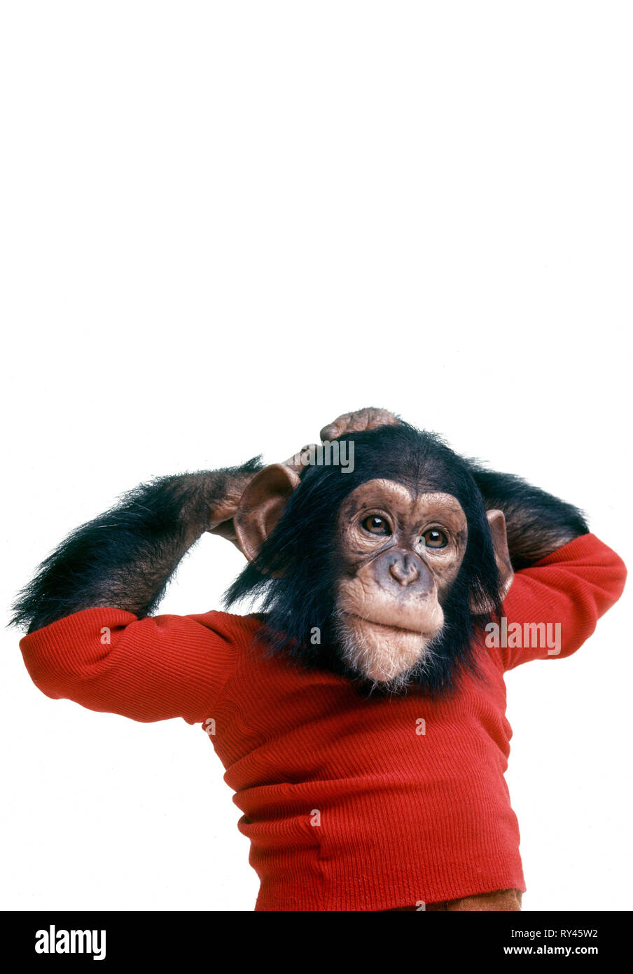 Nim Nim High Resolution Stock Photography and Images - Alamy