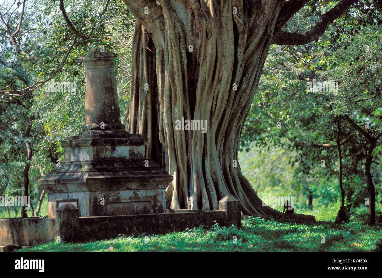 Ruins and giant fig tree, Anuradhapura, Sri Lanka Stock Photo - Alamy
