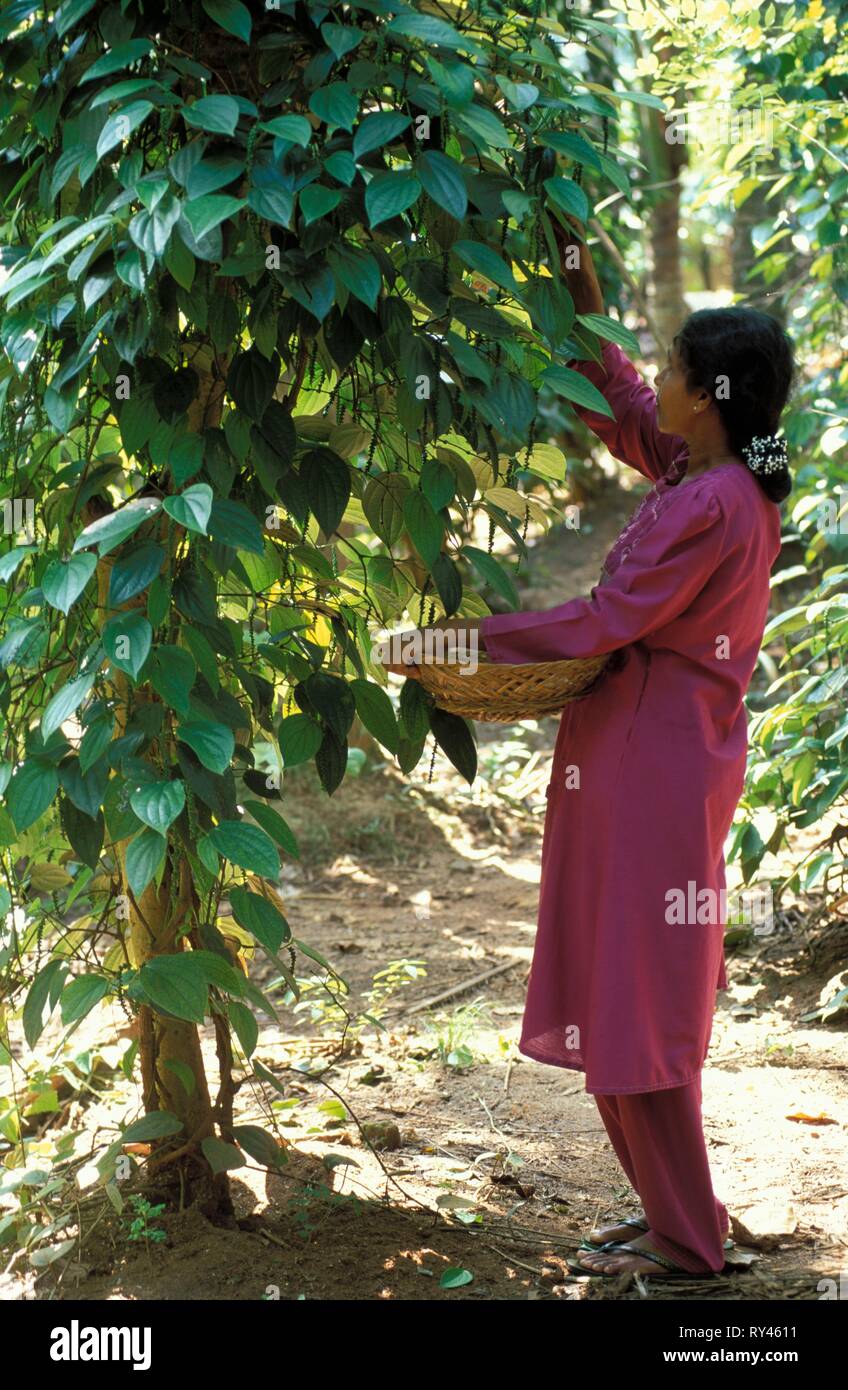 Matale spice plantation hi-res stock photography and images - Alamy