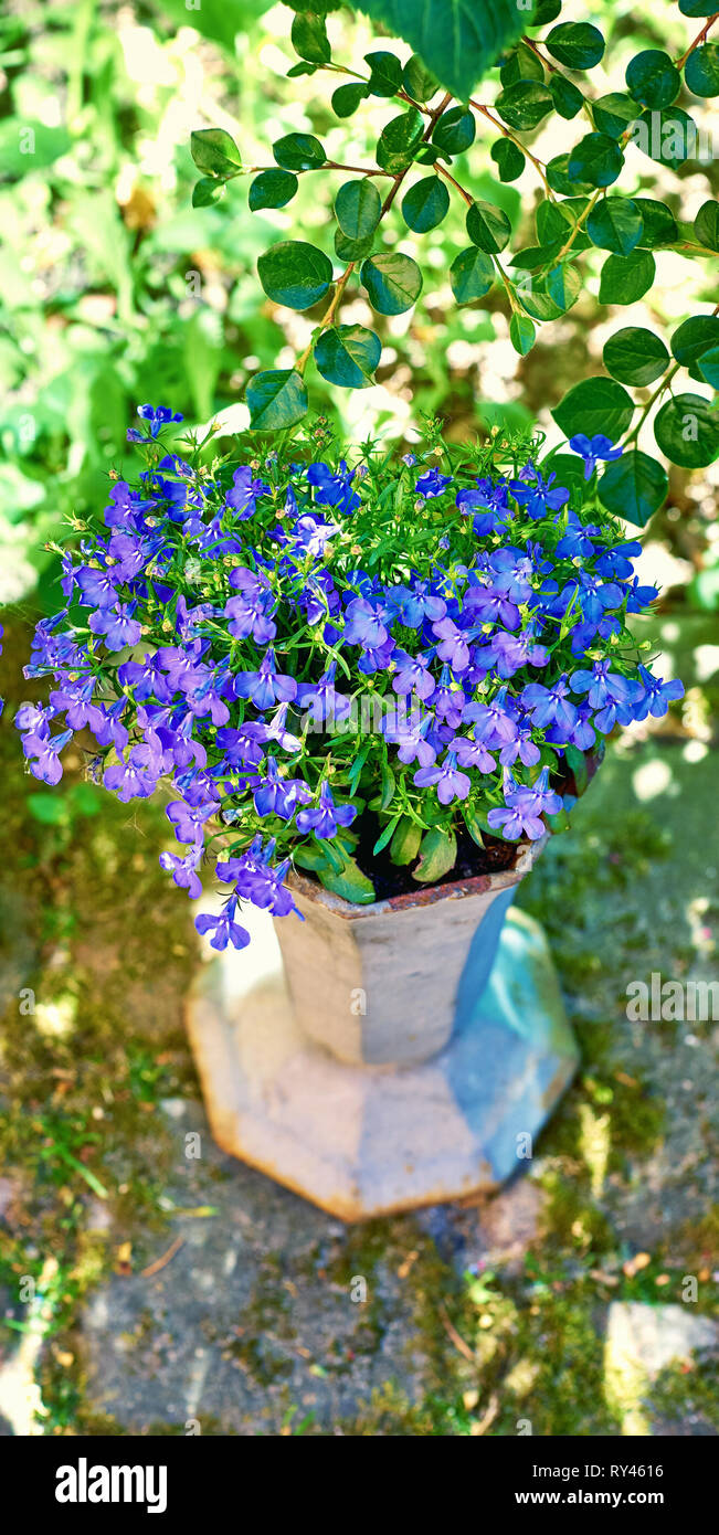Lobelia erinus hi-res stock photography and images - Alamy