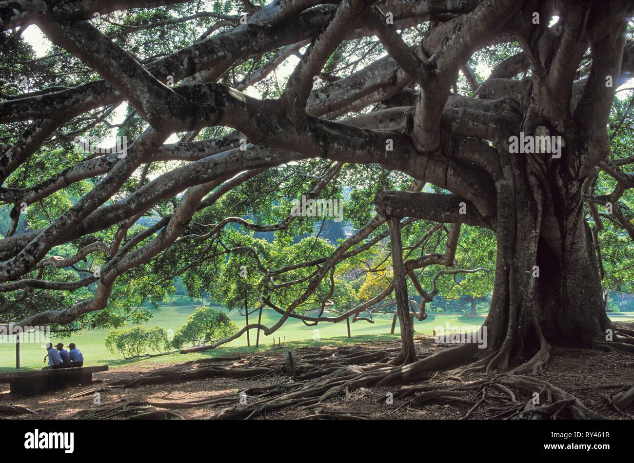 This large and handsome tree introduced to Sri Lanka in 1861 is ...