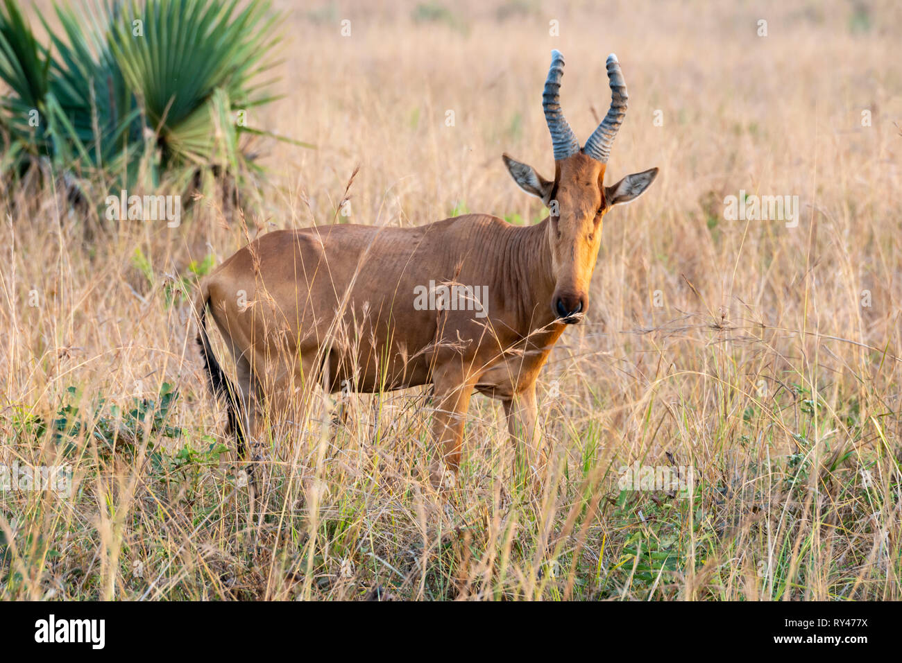 Solitary Jackson’s hartebeest (Alcelaphus buselaphus jacksoni) in ...