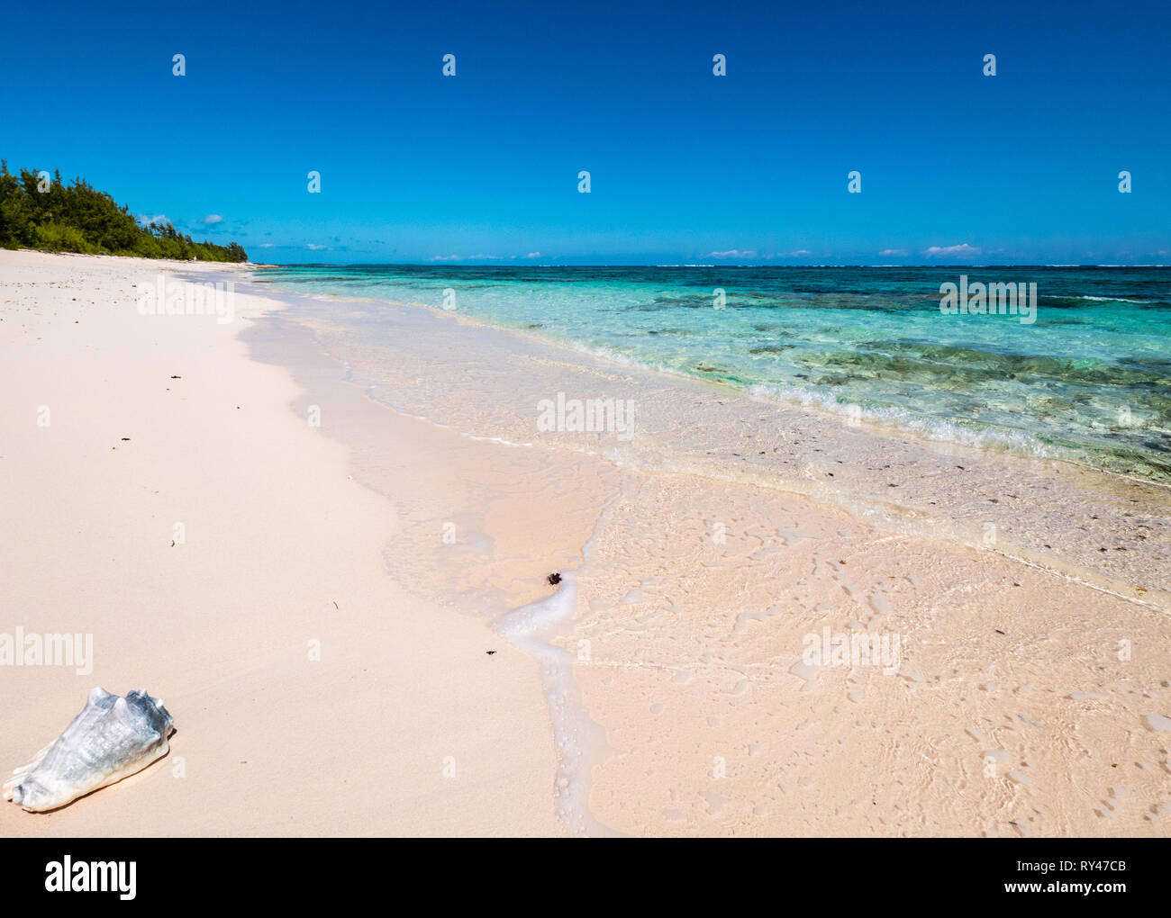 Conch Shell, White Road Beach, Remote Tropical Beach, Rock Sound ...