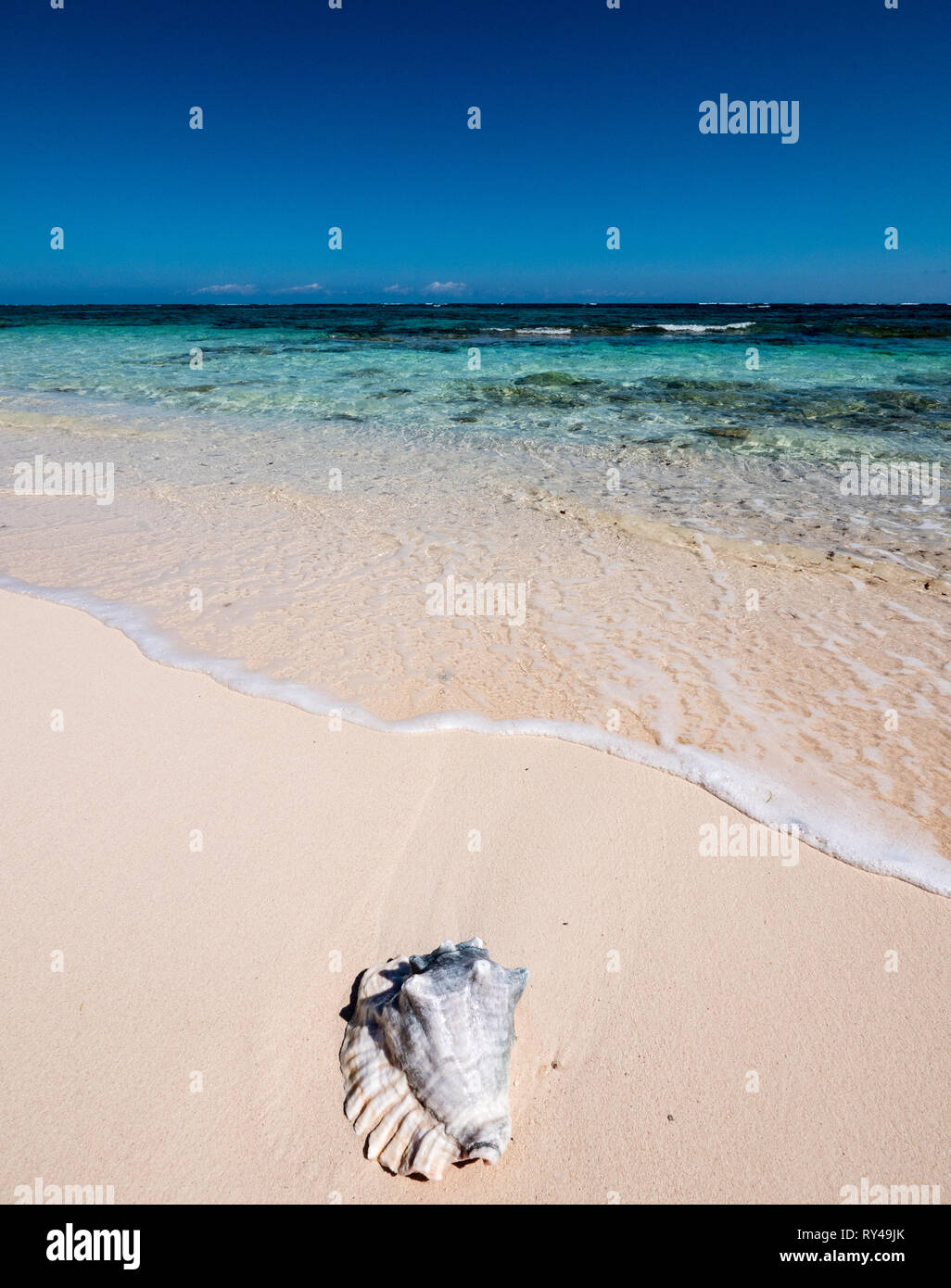 Conch Shell, White Road Beach, Remote Tropical Beach, Rock Sound ...
