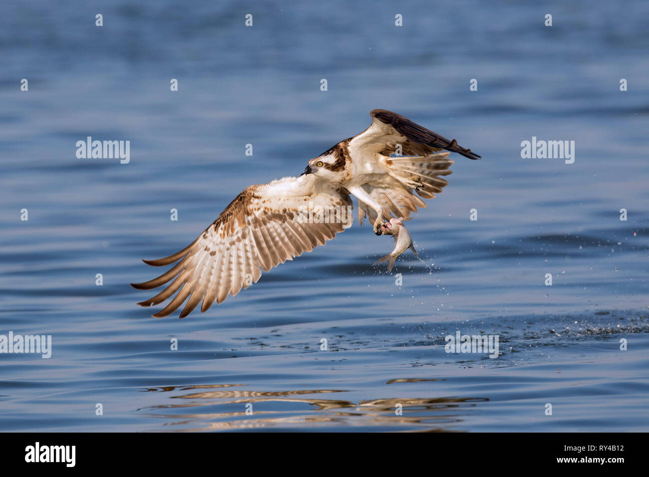 Western osprey (Pandion haliaetus) catching fish from lake with its ...