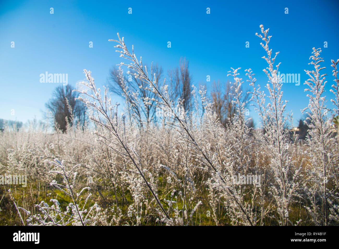 Plantas heladas hi-res stock photography and images - Alamy