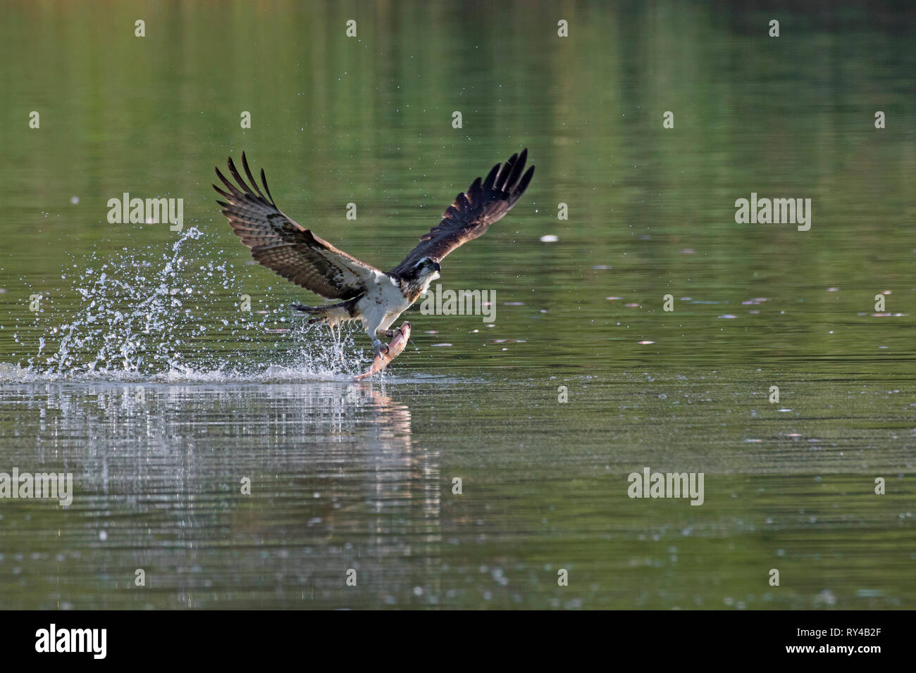 Western osprey (Pandion haliaetus) catching fish from lake with its ...