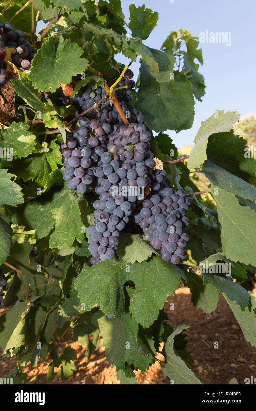 Syrah and wine hi-res stock photography and images - Alamy