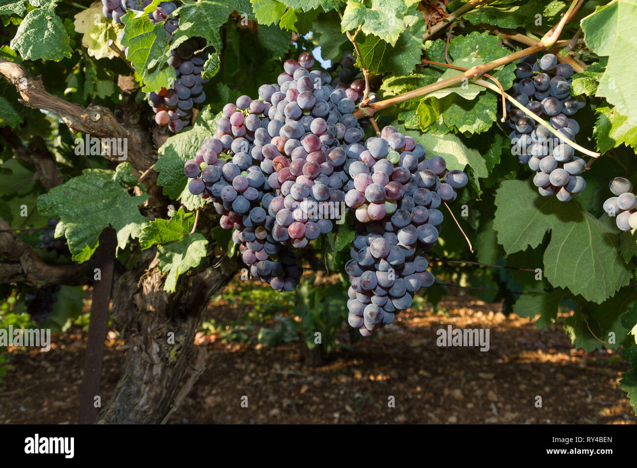 Ancient Greek Grapes