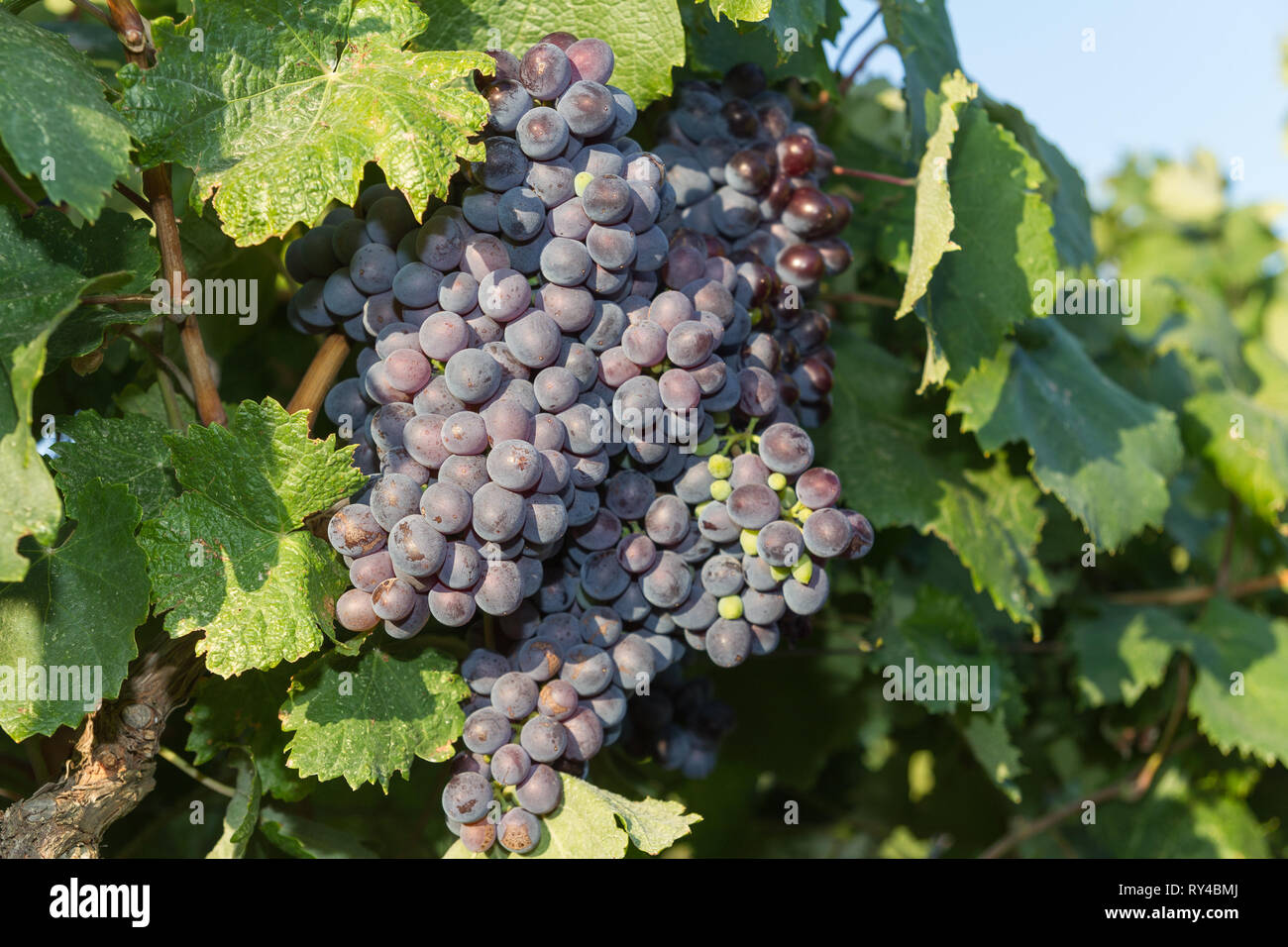Unique panoramic view of Alagni hills region vineyards in summer ...