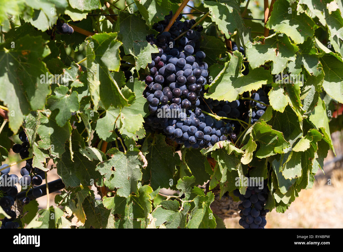 Unique panoramic view of Alagni hills region vineyards in summer ...