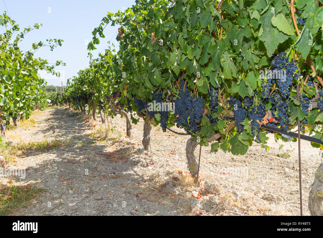 Unique panoramic view of Alagni hills region vineyards in summer ...