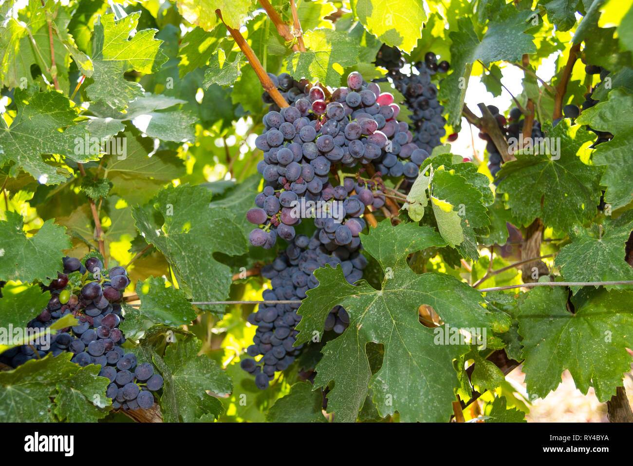Unique panoramic view of Alagni hills region vineyards in summer ...