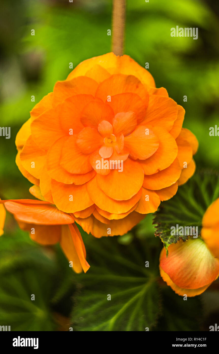 Flowers of tuberous begonias (Begonia tuberhybrida) in garden Stock ...