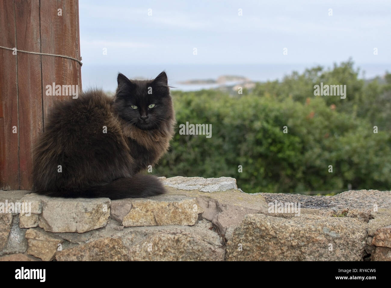 Domestic cat paw over eyes hi-res stock photography and images - Alamy