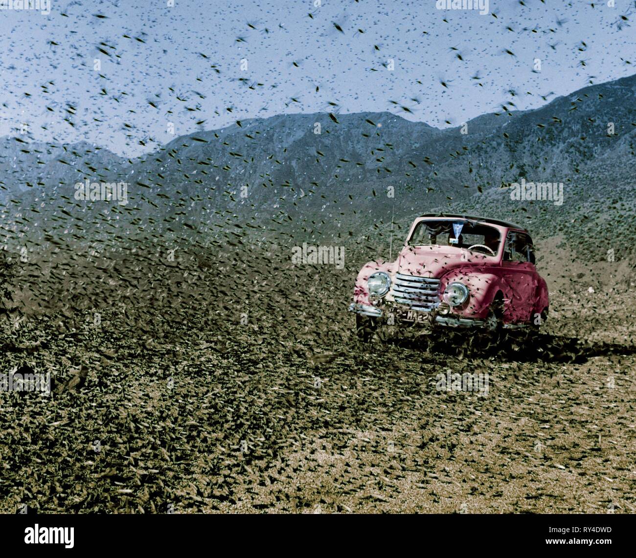 CAR SURROUNDED BY LOCUST, OASIS, 1955 Stock Photo - Alamy