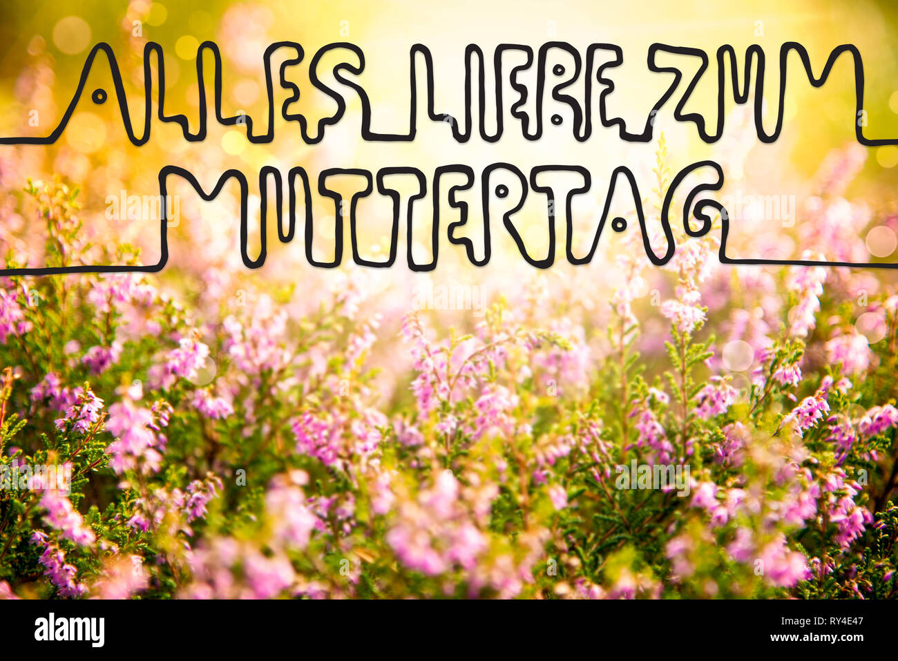 Erica Flower Field, Calligraphy Muttertag Means Happy Mothers Day Stock ...