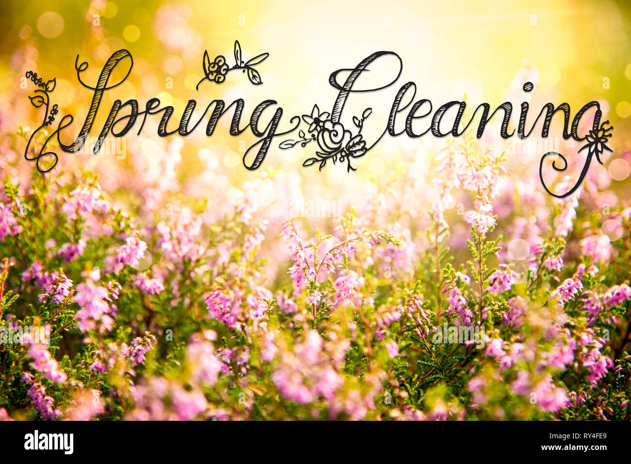 Sunny Erica Flower Field, Calligraphy Spring Cleaning Stock Photo - Alamy
