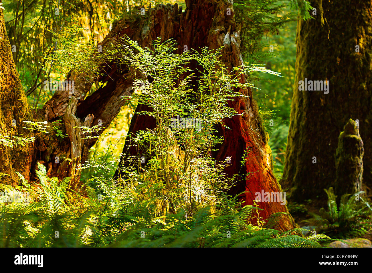 Rainforest nurse log hi-res stock photography and images - Alamy