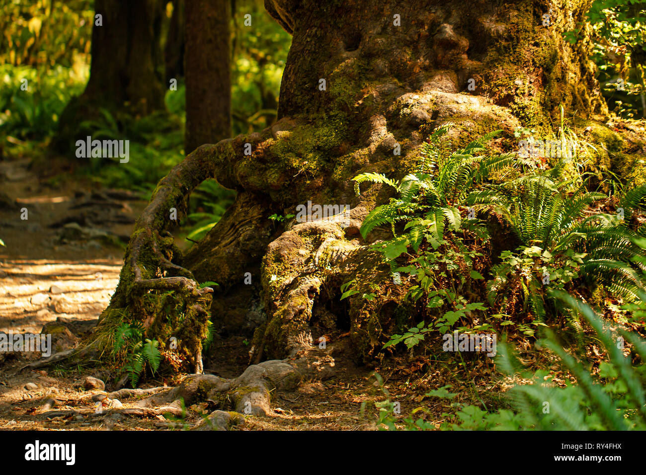gnarled tangle of roots at base of forest tree Stock Photo - Alamy
