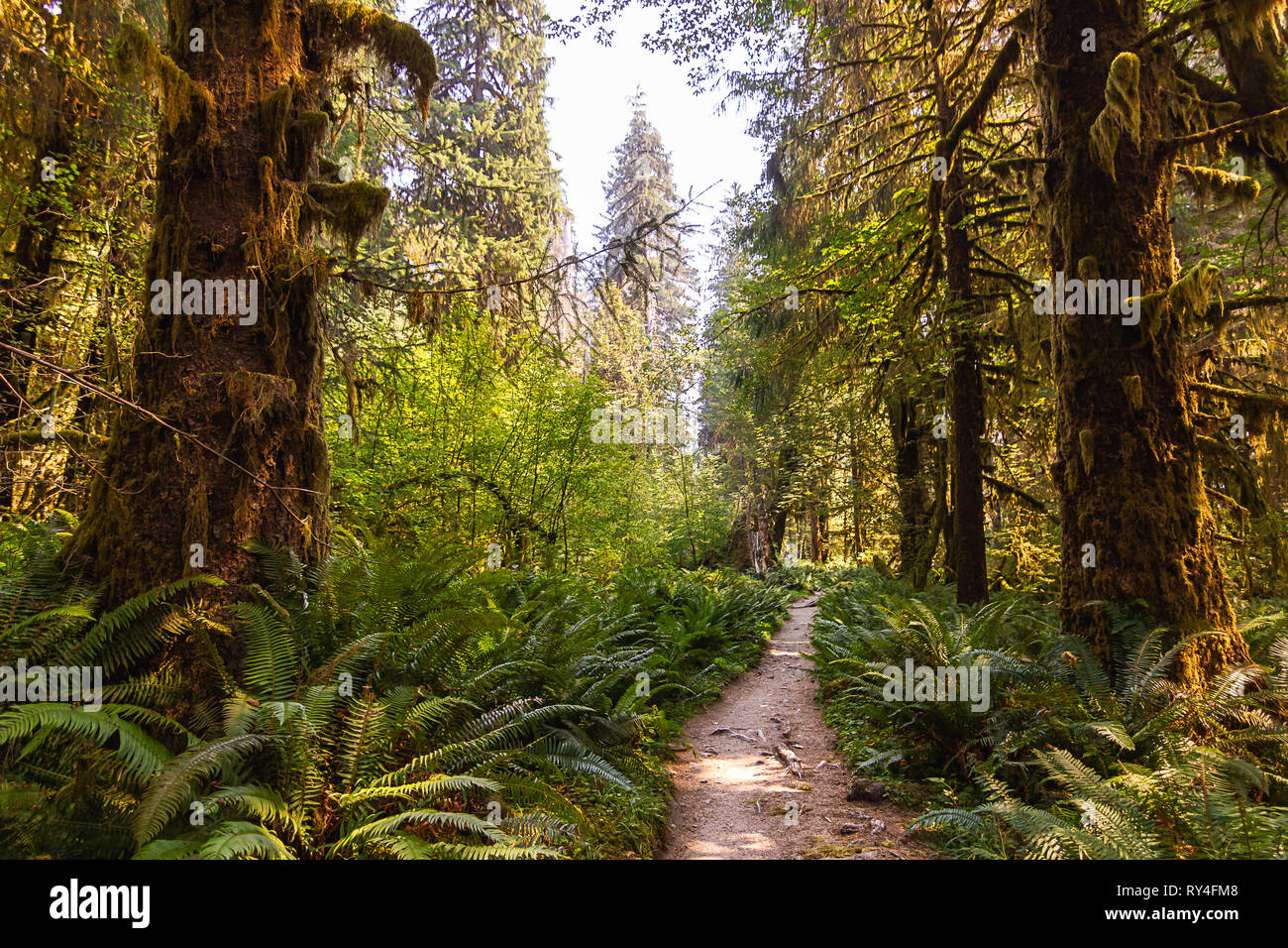 bright green path leading deep into summer forest Stock Photo - Alamy