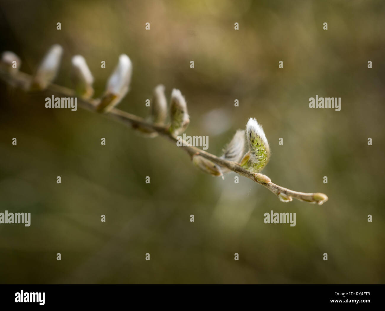 Catkin plant hi-res stock photography and images - Alamy