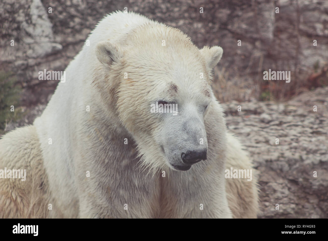 polar bear that looks a bit sad conservation is essential for this ...