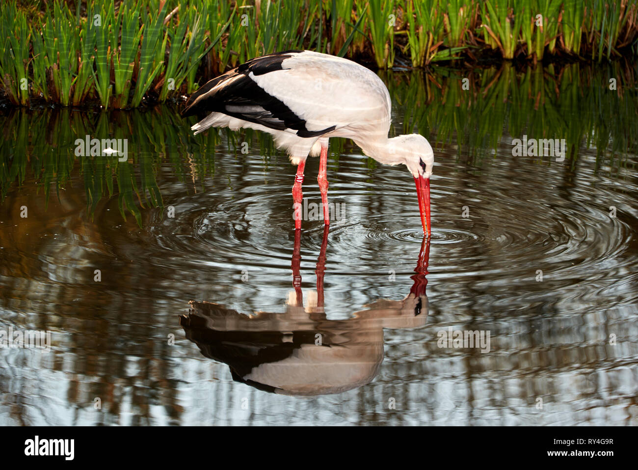 White stork family looking food hi-res stock photography and images - Alamy