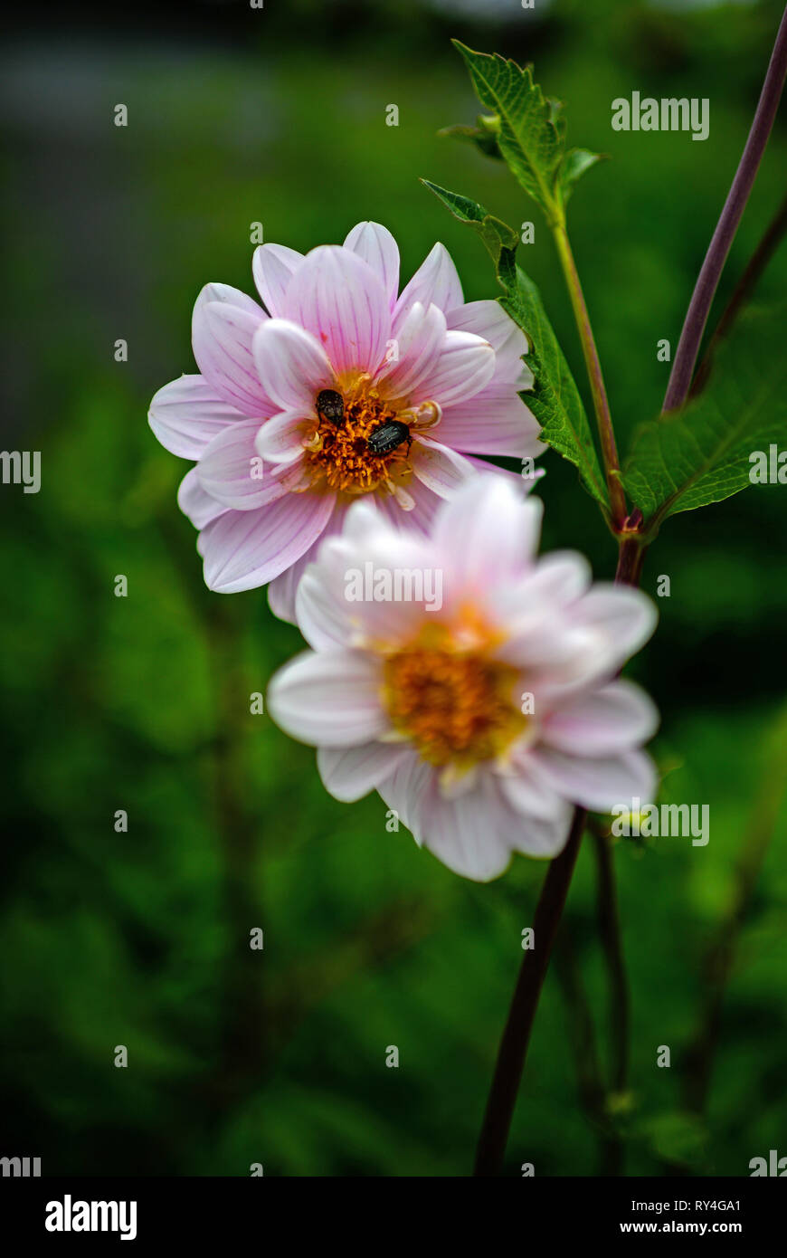 Flora de galicia hi-res stock photography and images - Alamy