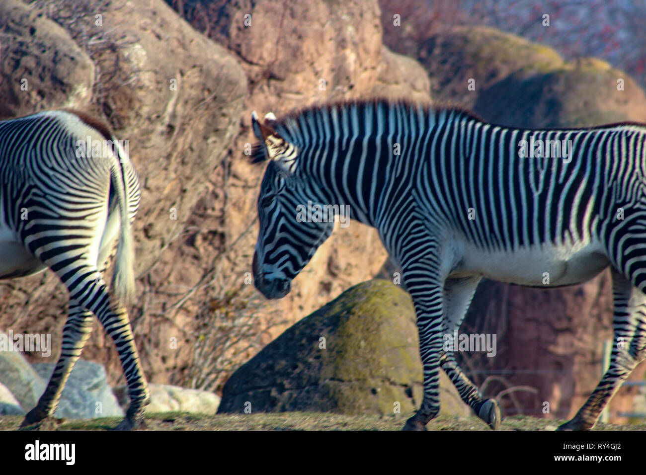 Babyzebra hi-res stock photography and images - Alamy
