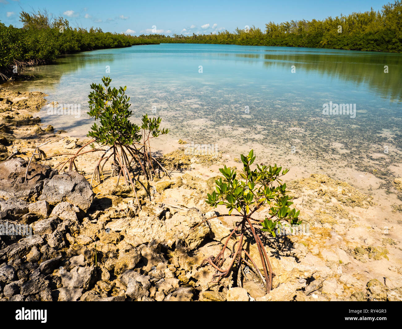 Mangroves nr Rock Sound, Eleuthera, The Bahamas, The Caribbean Stock ...