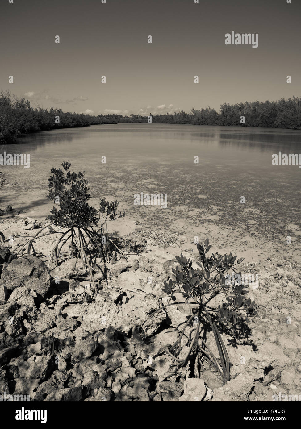 Black and White Landscape, Mangroves nr Rock Sound, Eleuthera, The ...