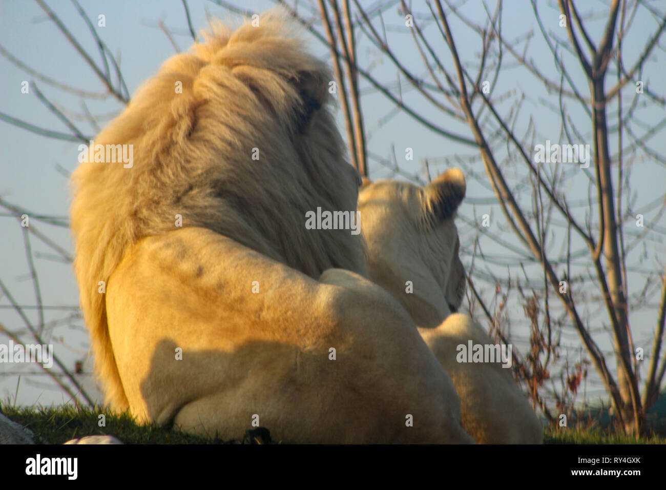 White lion with blue eyes portrait, looking straight at the camera ...