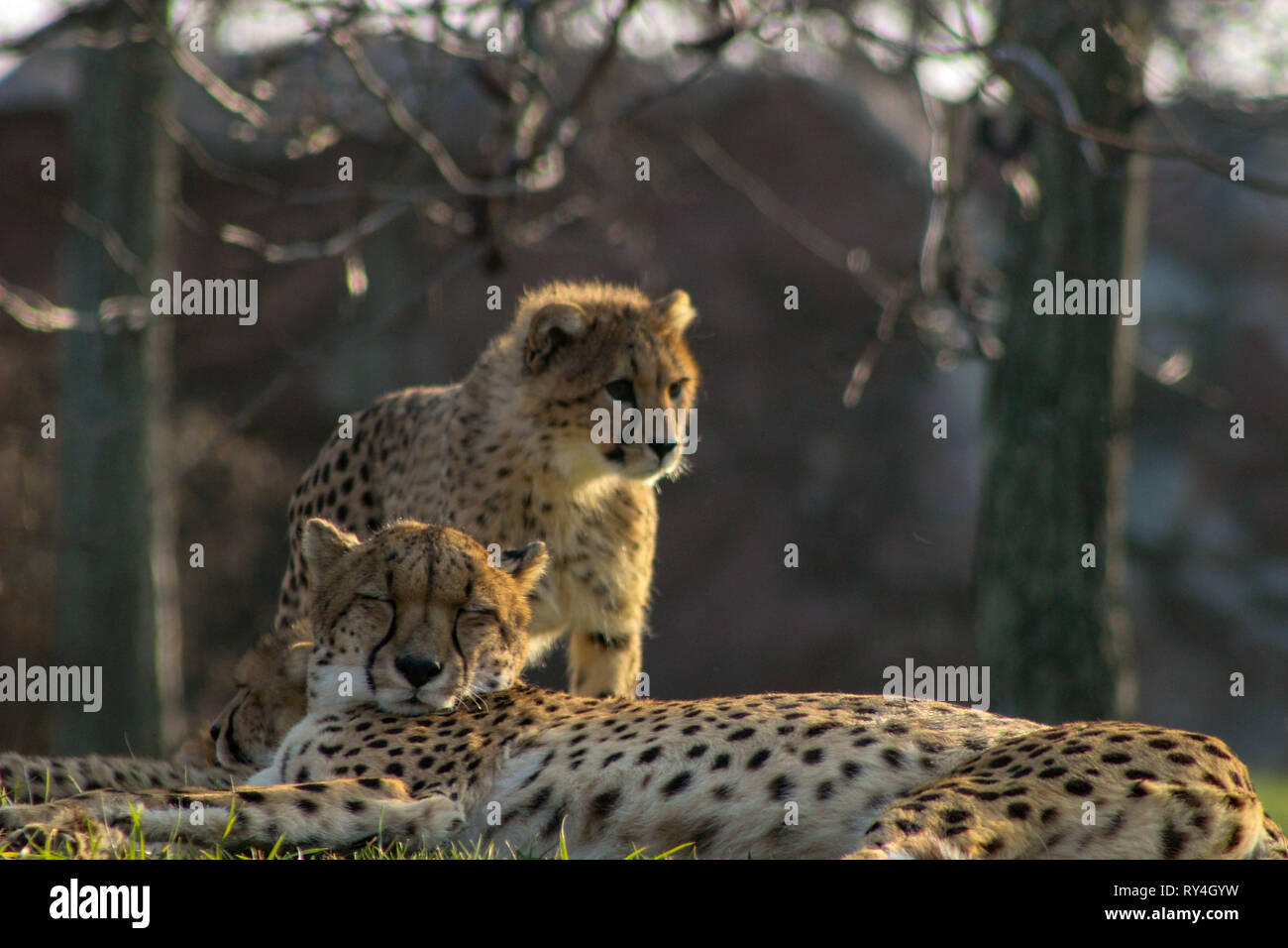 cheetahs laying together in a mellow scene the cheetah is one of ...